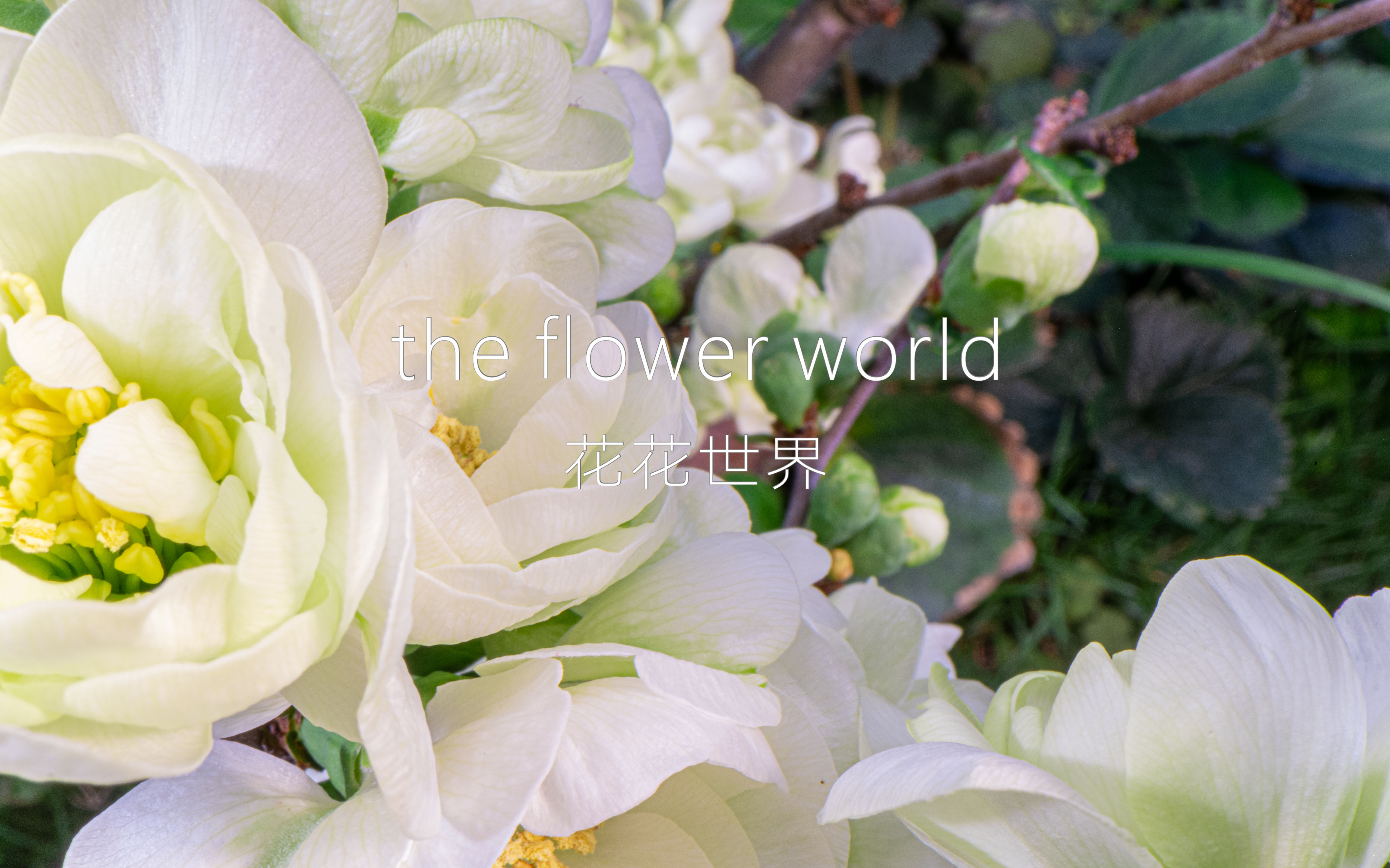 8KRAW官方网站 - 正版视频图片素材库